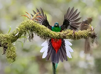 QUETZAL TOUR - Your Quetzal Guide